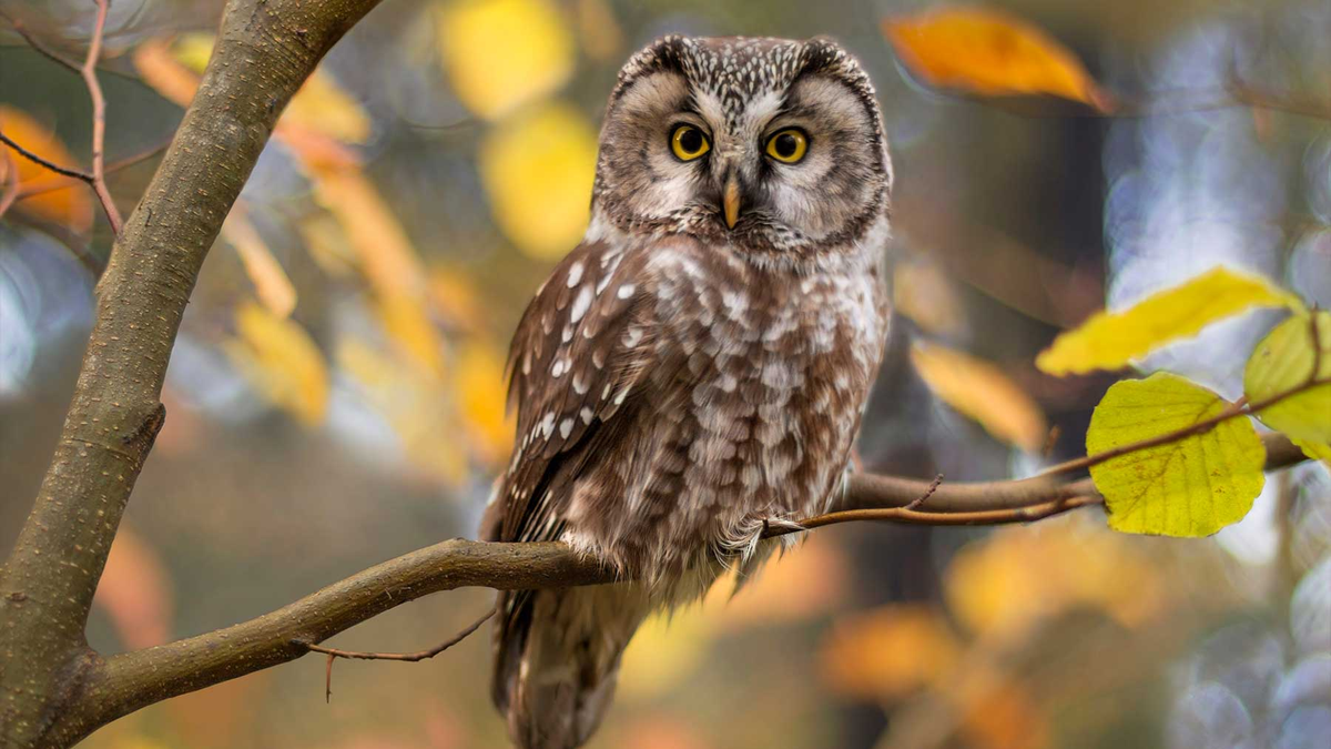 Búho y lechuza: cinco diferencias principales