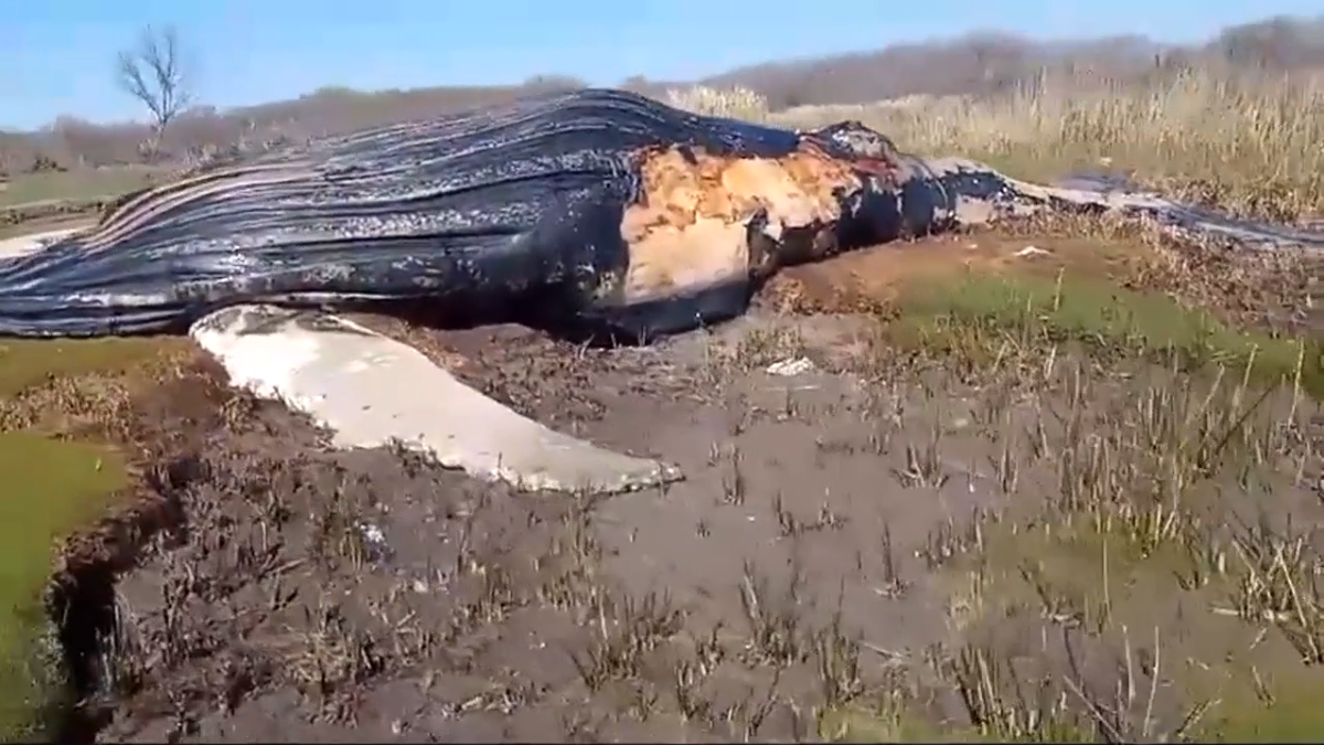 Impactante: dos pescadores encontraron una enorme ballena muerta en la ...