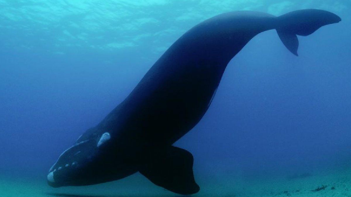 La ballena Franca Austral mantiene saludable a los océanos por estas ...