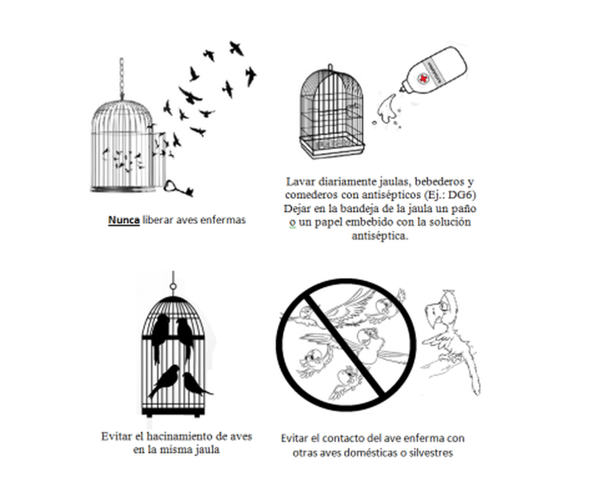 Psitacosis: cómo se transmite esa enfermedad de las aves