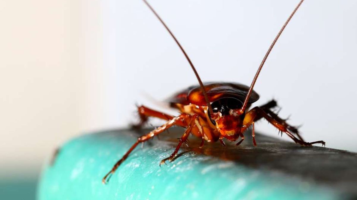 Descubre el significado detrás de la aparición de cucarachas en tu hogar