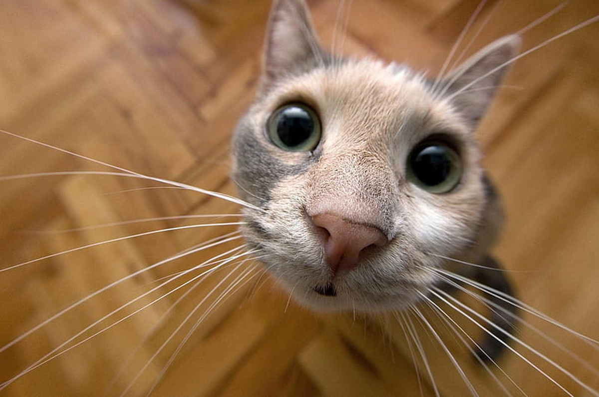 Día Internacional del Gato: por qué se celebra tres veces al año