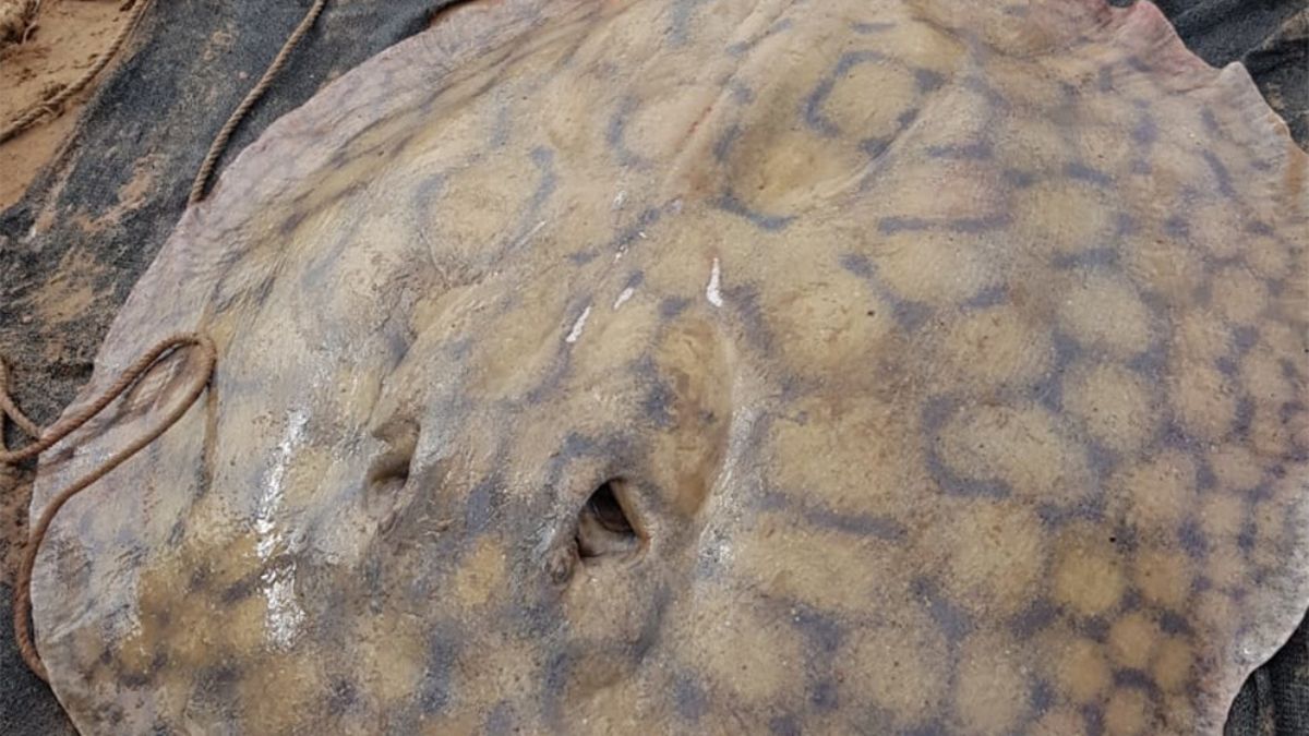 ¡Terror en el Paraná! Una raya gigante de 200 kilos recorrió 170 ...