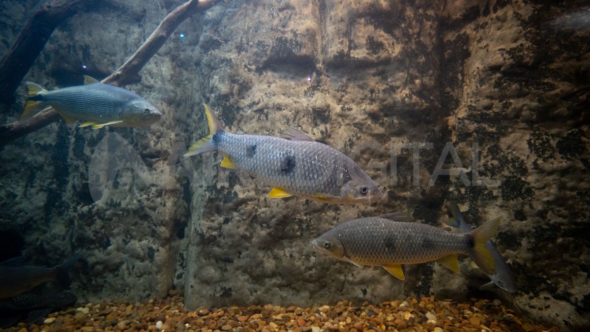 El Acuario del río Paraná, un espacio único que permite develar lo que ...
