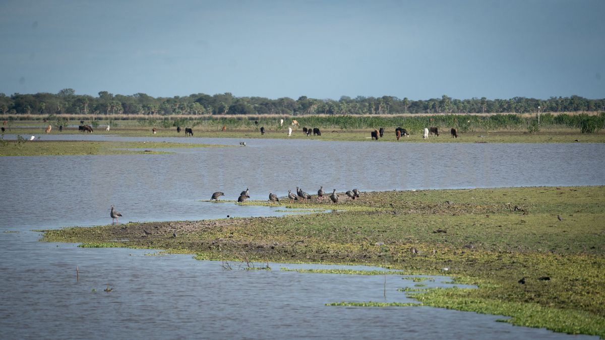 Yugo Quebrado: el lago artificial del norte de Santa Fe que es parte de la identidad de Villa ...