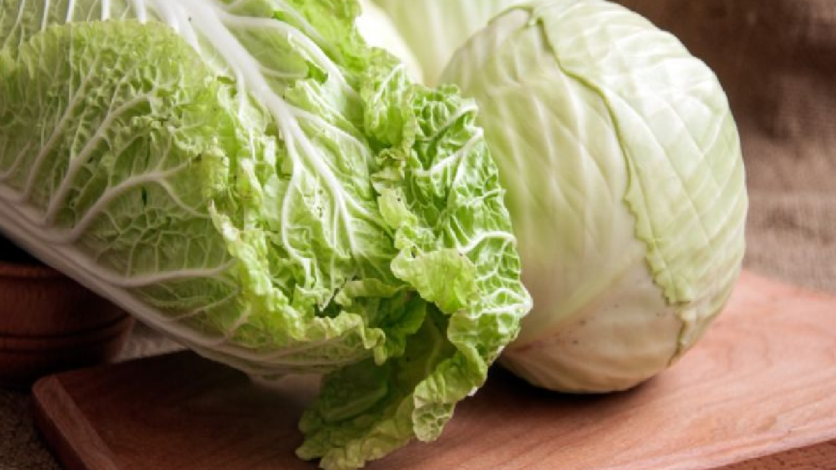 Cuáles son las diferencias entre repollo y lechuga