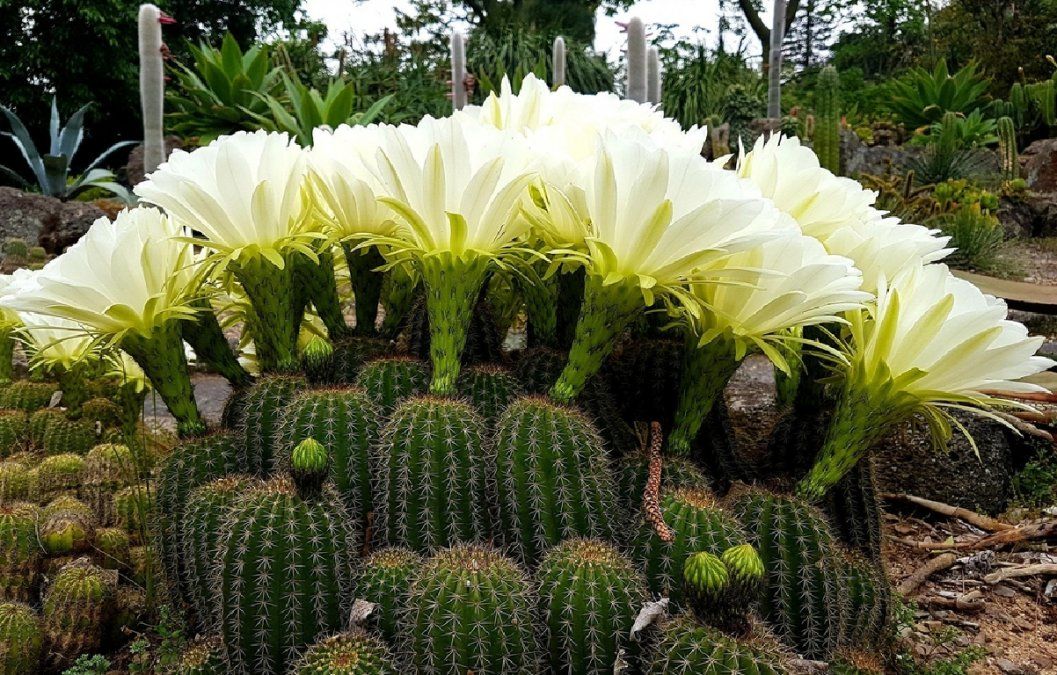 7 tipos de cactus y suculentas muy raros que llaman la atención del mundo