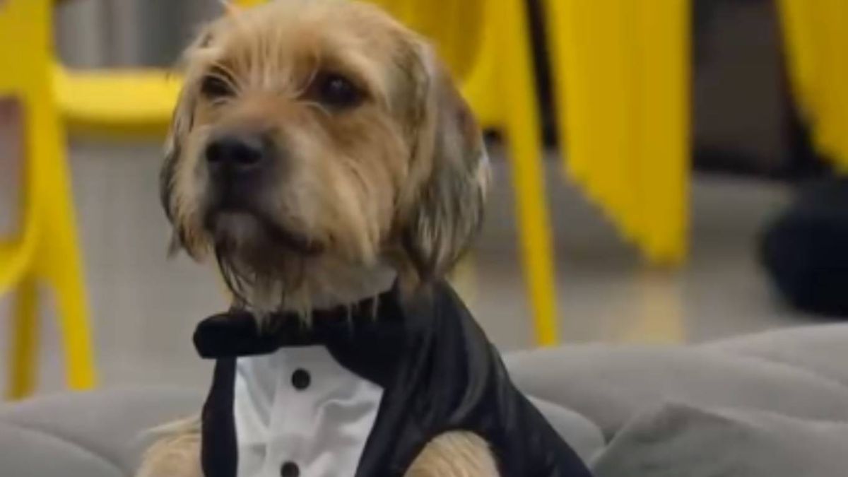 Así está hoy Bigote, el perro argentino que participó en Gran Hermano ...