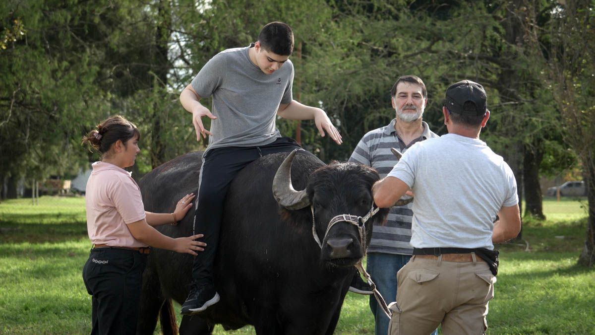 Un Gigante Tierno Y Una Terapia Con Búfalos Que Emociona La Historia