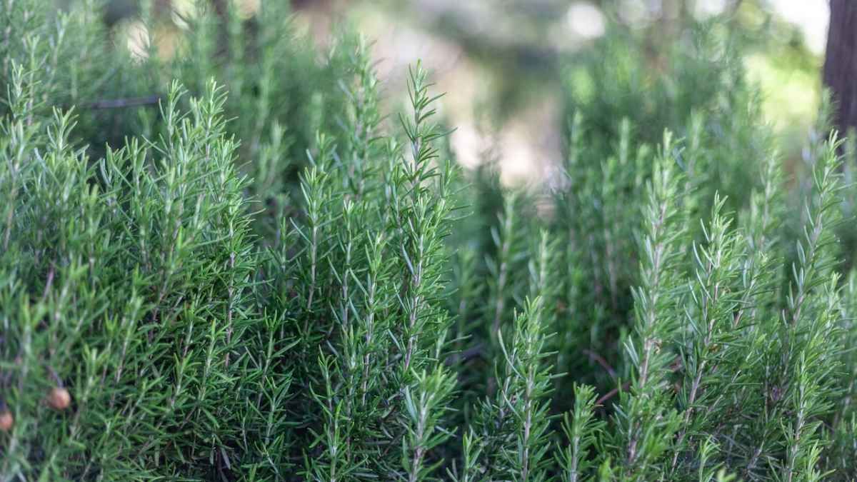 Las plantas que podés cultivar en casa y tienen propiedades curativas