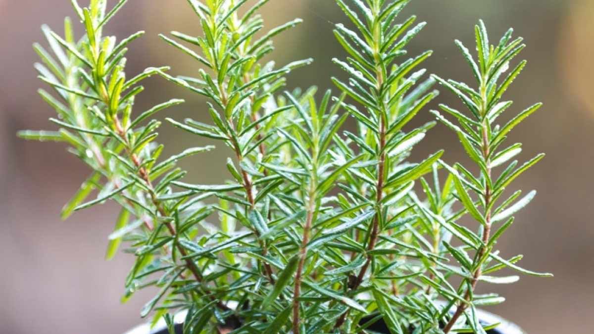 Guía completa para cultivar romero en casa: cuidados, plantas compatibles y beneficios