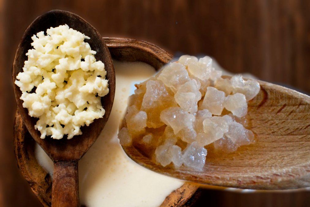 Kéfir de leche y de agua: una bebida probiótica con beneficios para la ...