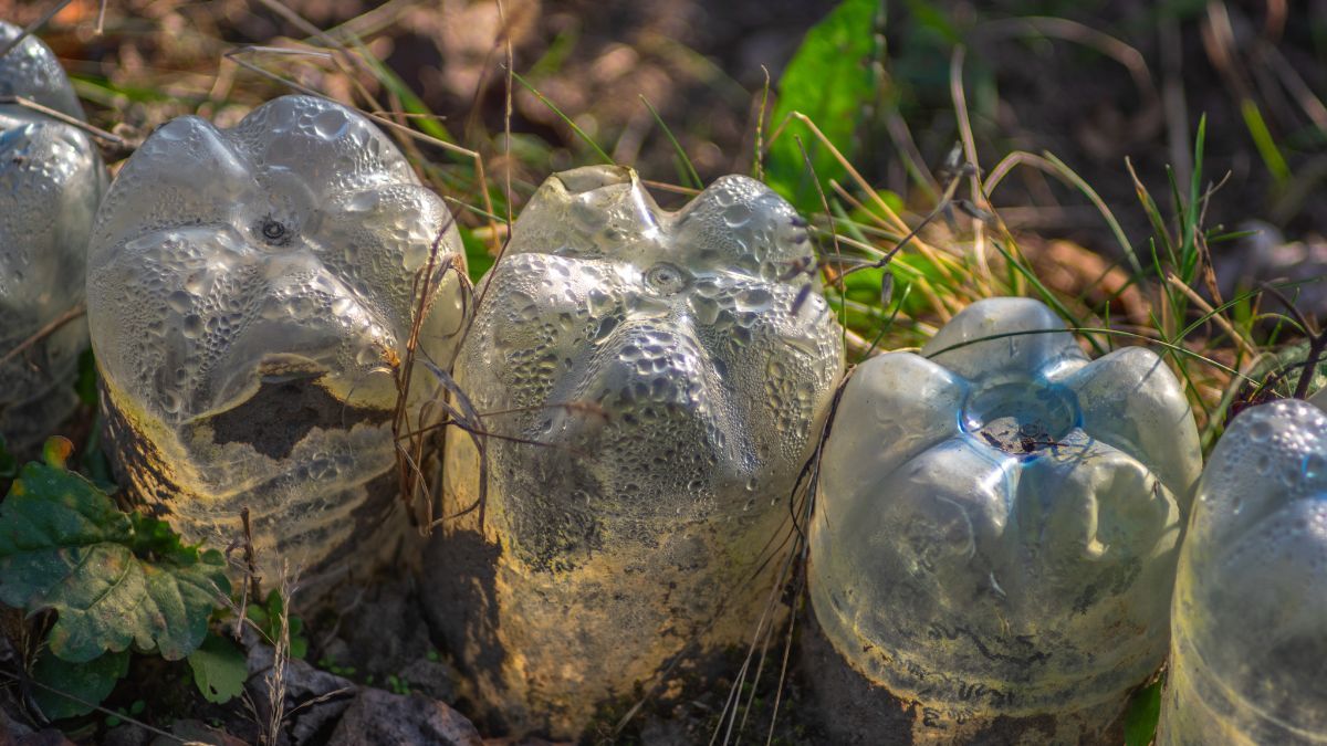 El truco de enterrar botellas con agua en la tierra que protege las ...
