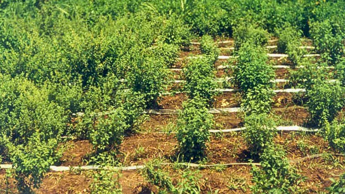 Córdoba impulsa el cultivo de peperina para frenar su desaparición ...