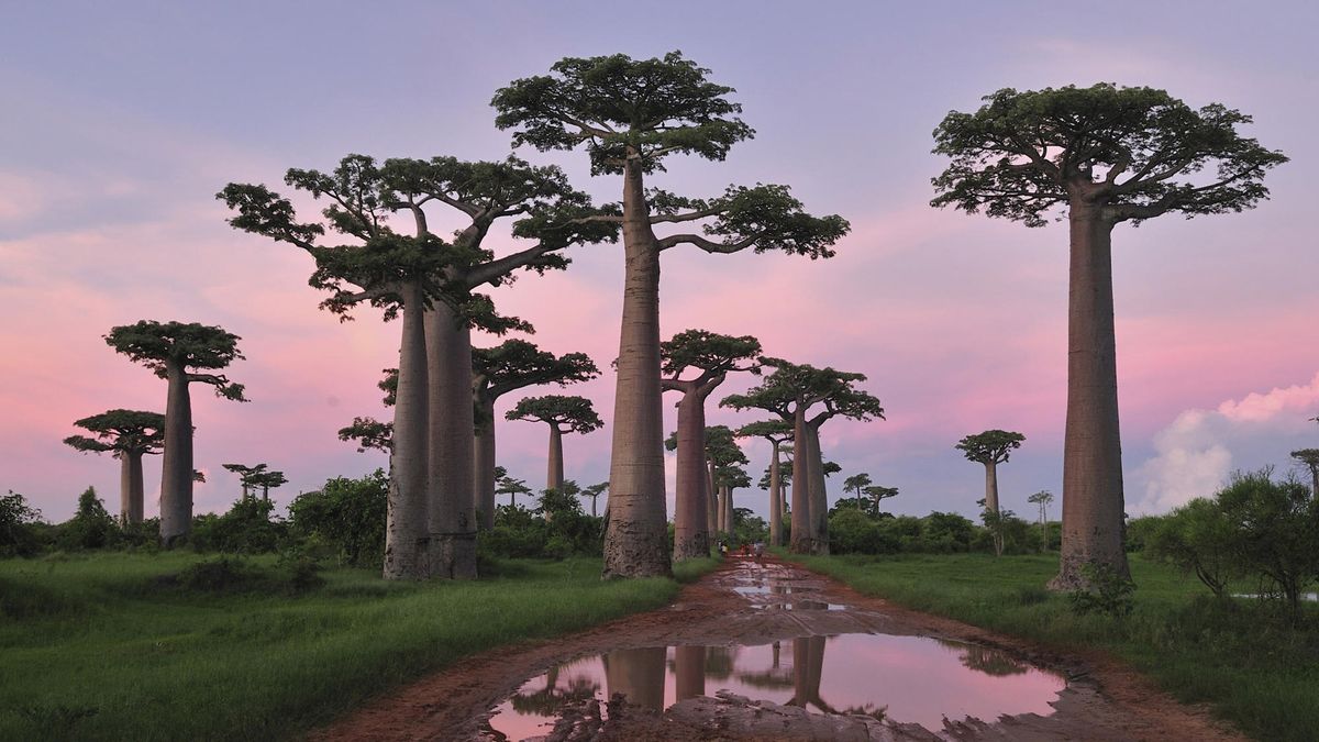 El misterio de por qué se están muriendo los baobabs africanos