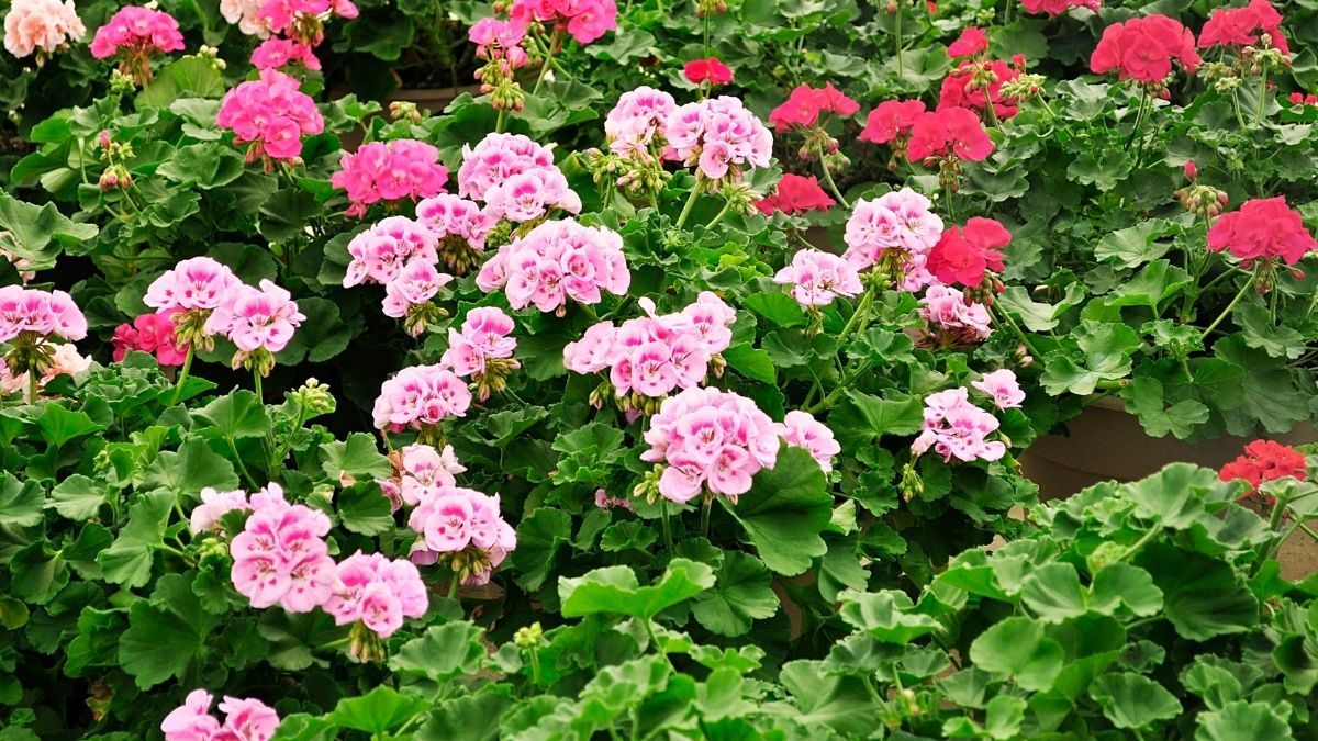 El cuidado clave para que los geranios sigan dando flores con altas ...