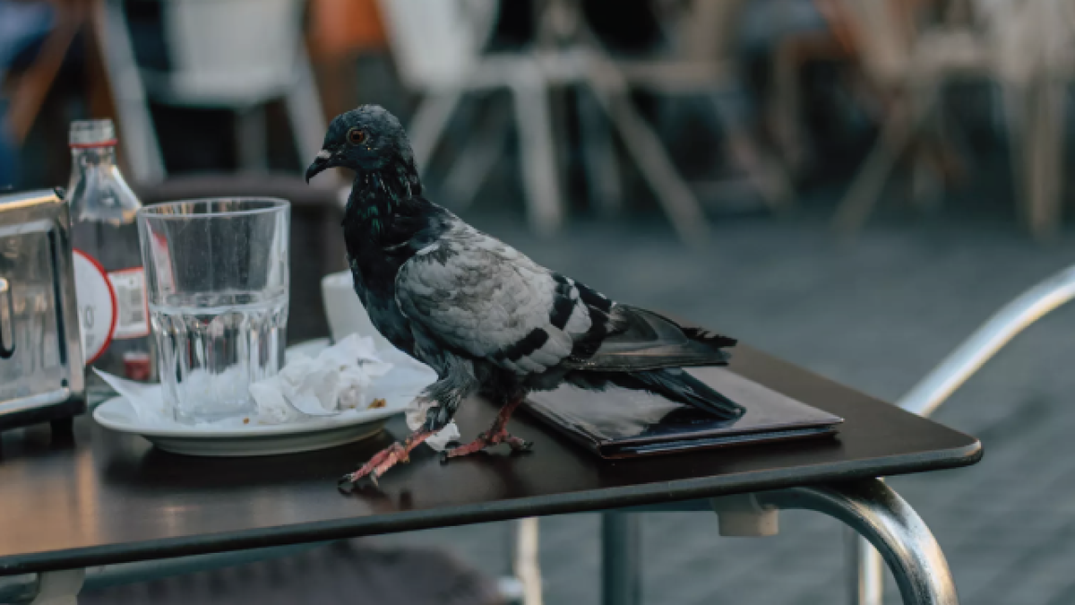 Las palomas zombis pusieron en alerta a varias zonas del Reino Unido
