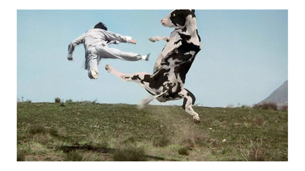 Como la mejor escena de Kung Pow!: vaca “karateca” ataca a motociclista ...