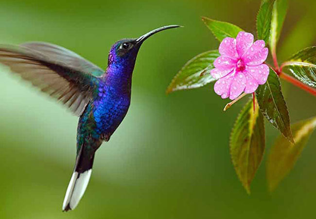 Cuándo aparece el colibrí