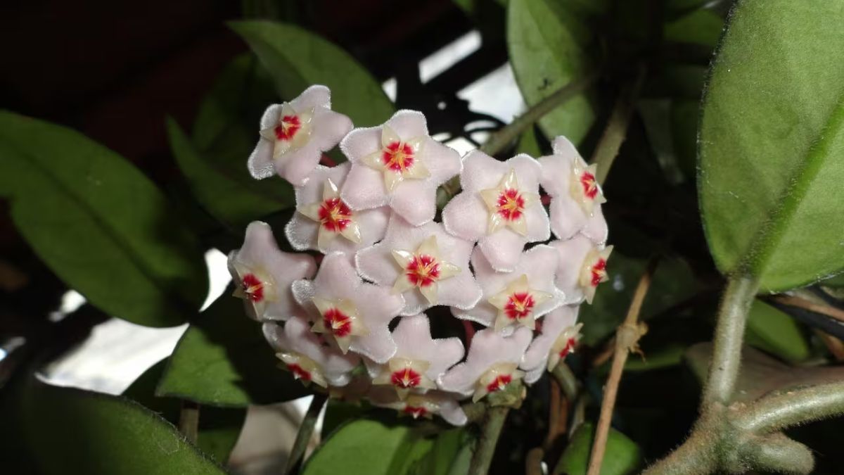 La planta que soporta 35 grados y sigue perfumando el jardín