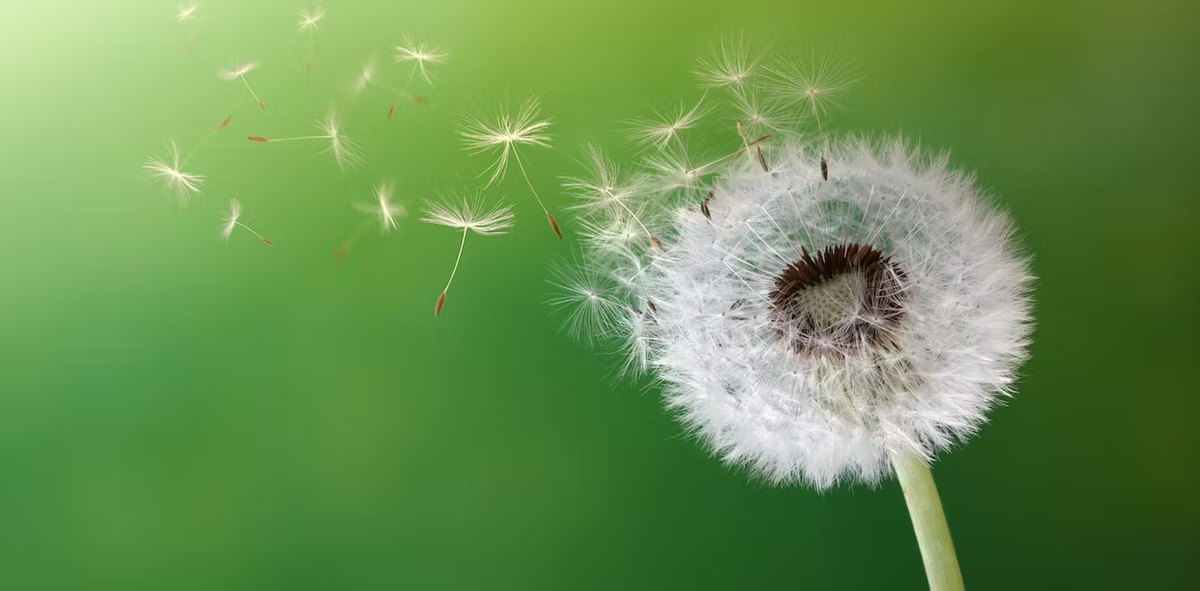 Diente de león: mitos y leyendas que revelan su profundo significado en ...