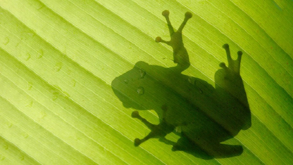 Hallaron entre bananas una rana colombiana que sobrevivió a un viaje de ...