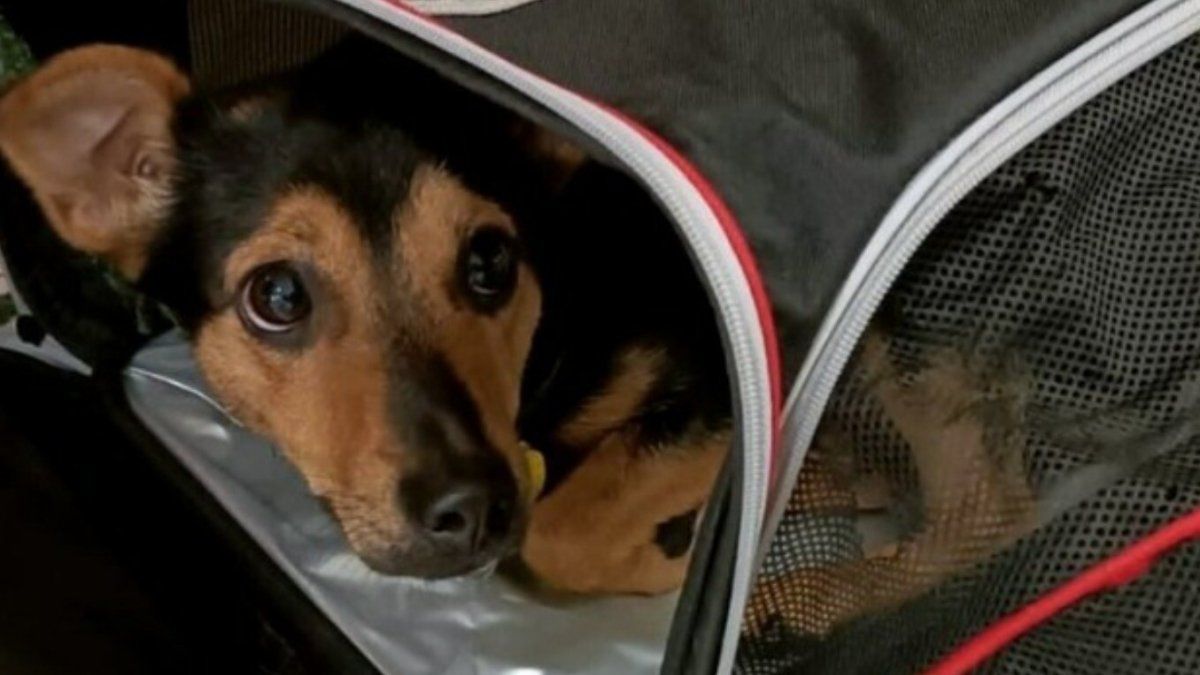 El drama de Coco: el perro que está varado en Ezeiza y amenazan con ...