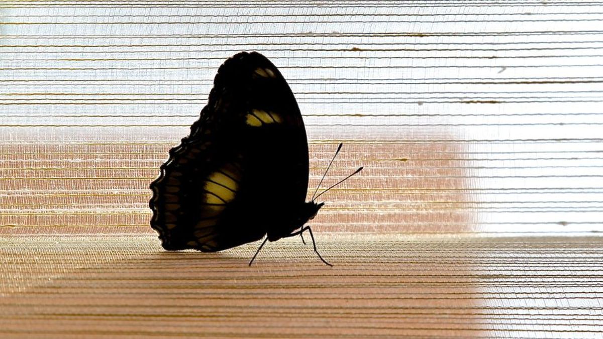 Qué significa que una mariposa negra entre a tu casa