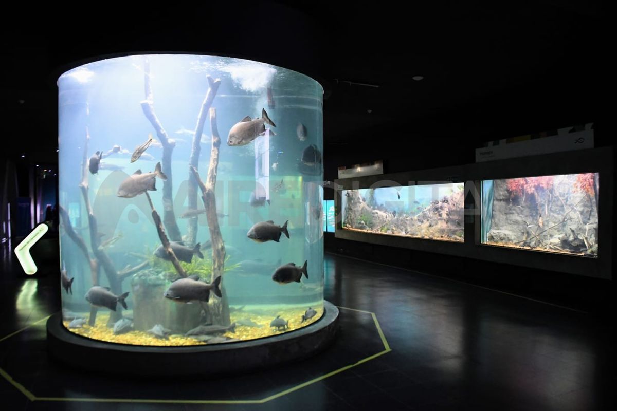 El Acuario del Río Paraná, el plan ideal para el verano en Rosario: qué ...