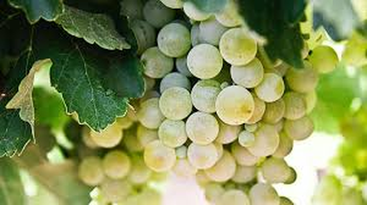 Entre el sabor y la salud: descubriendo los beneficios de las uvas blancas