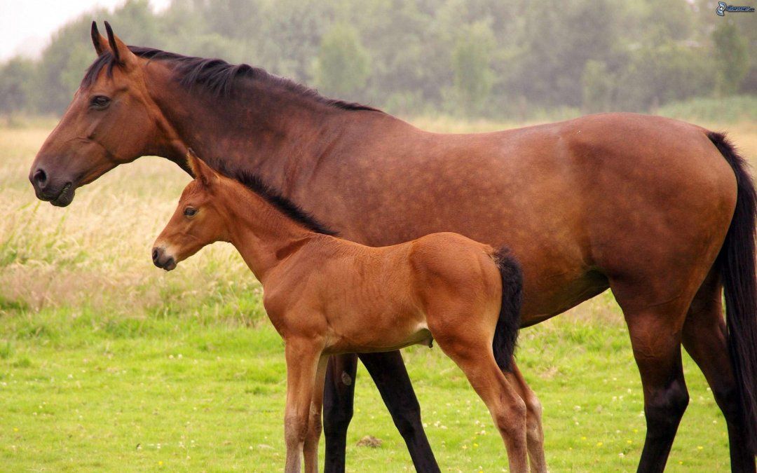 Clonaron una especie de caballo en extinción con una muestra de hace 22 ...