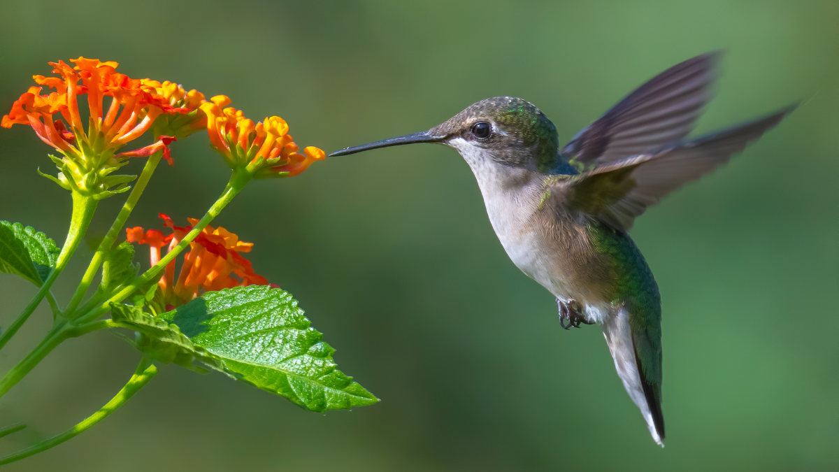 Un santafesino rescató a un colibrí, lo cuidó en su propia casa y le ...