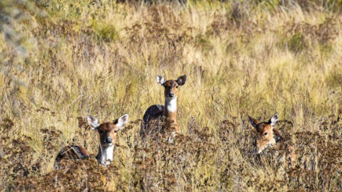 Escapada a una maravillosa reserva natural de Córdoba, llena de ...