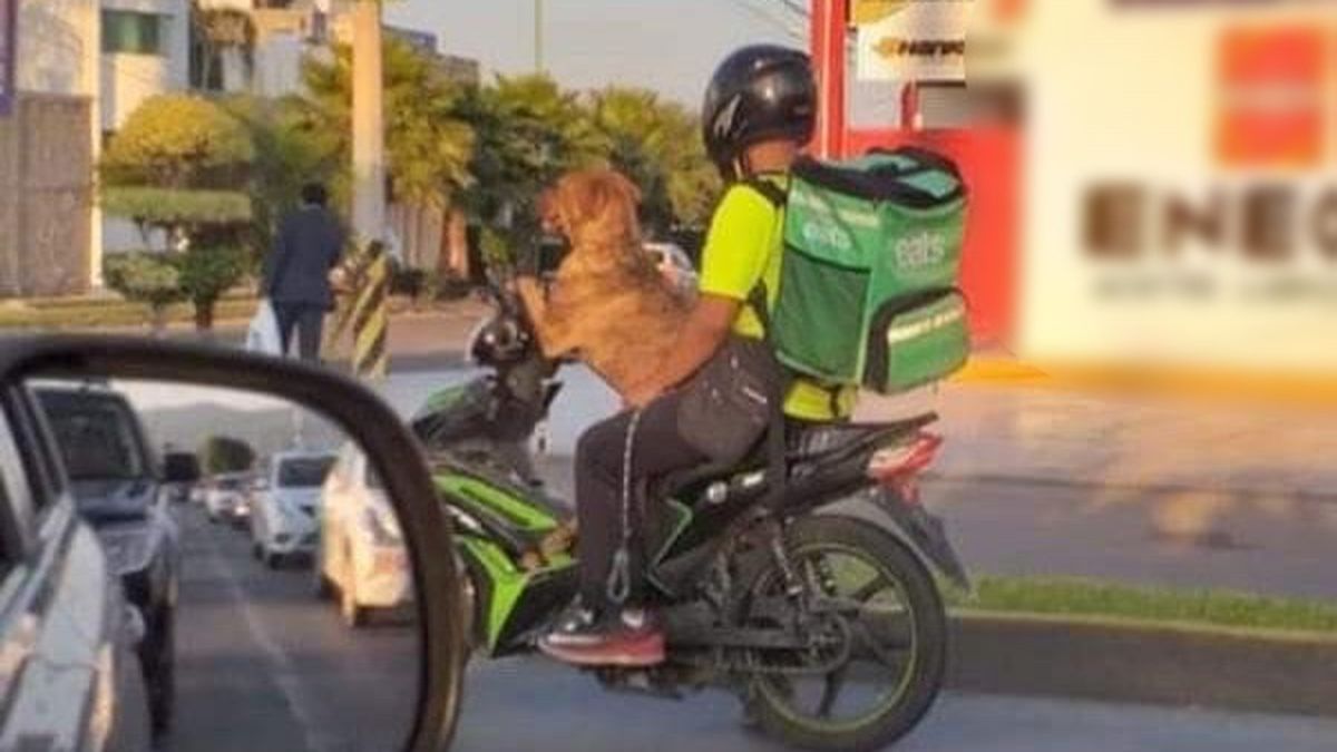 La historia detrás del cachorro que reparte comida en Guanajuato