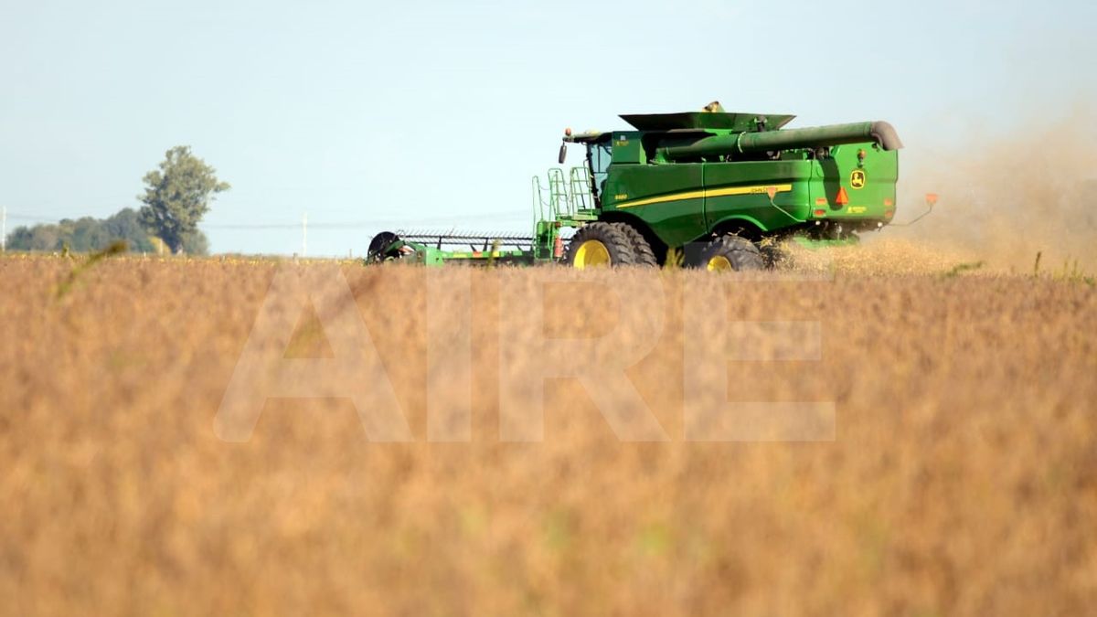 Soja: USDA redujo en 500.000 toneladas la proyección de cosecha argentina