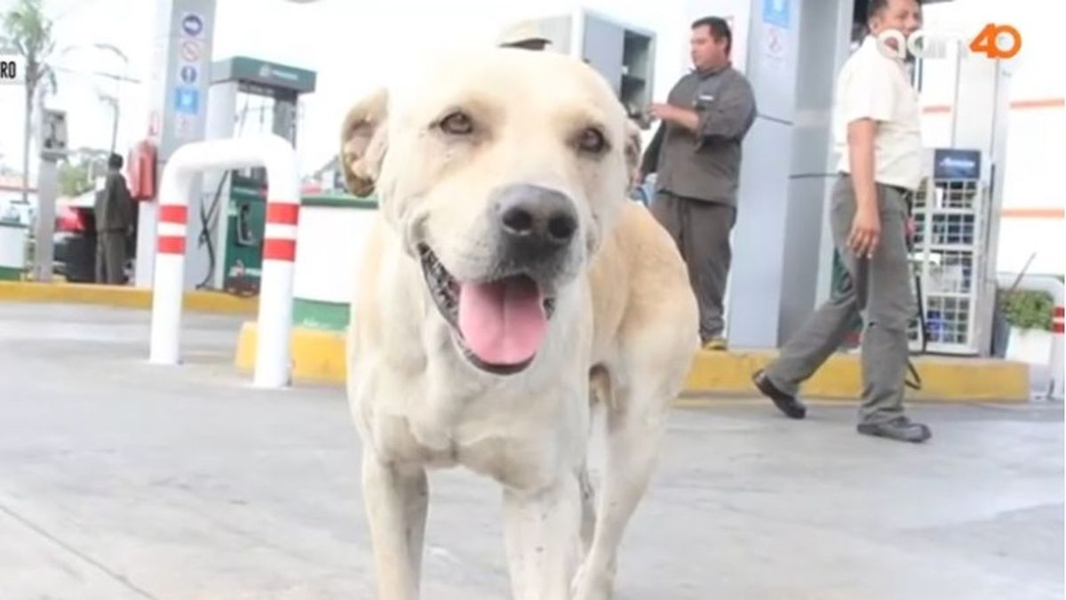 Randy, el perro que impidió un asalto en gasolinera