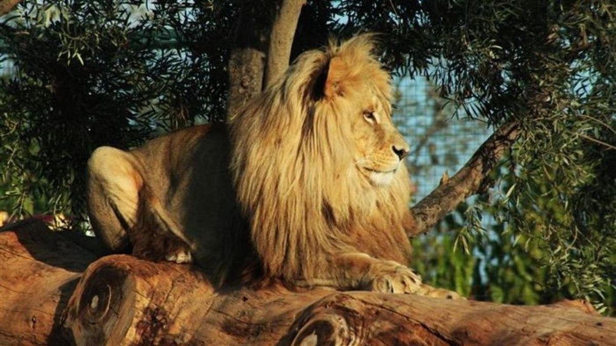 León se quedó atrapado en un árbol por miedo a bajar