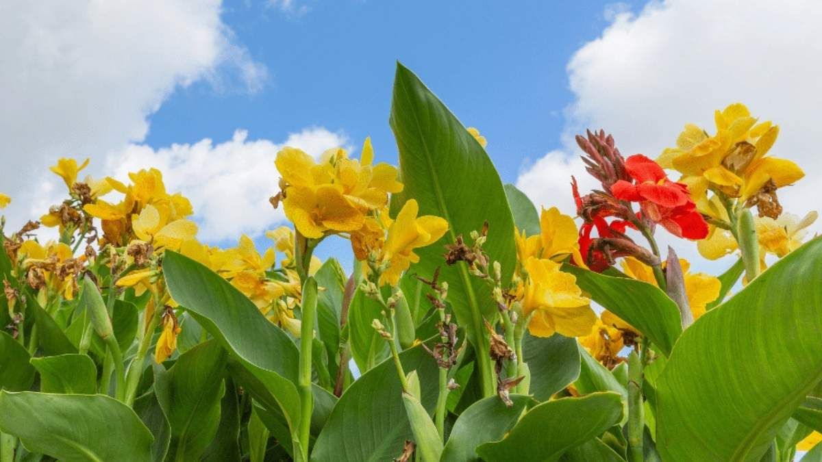 La planta que florece incluso con calor extremo y convierte cualquier ...