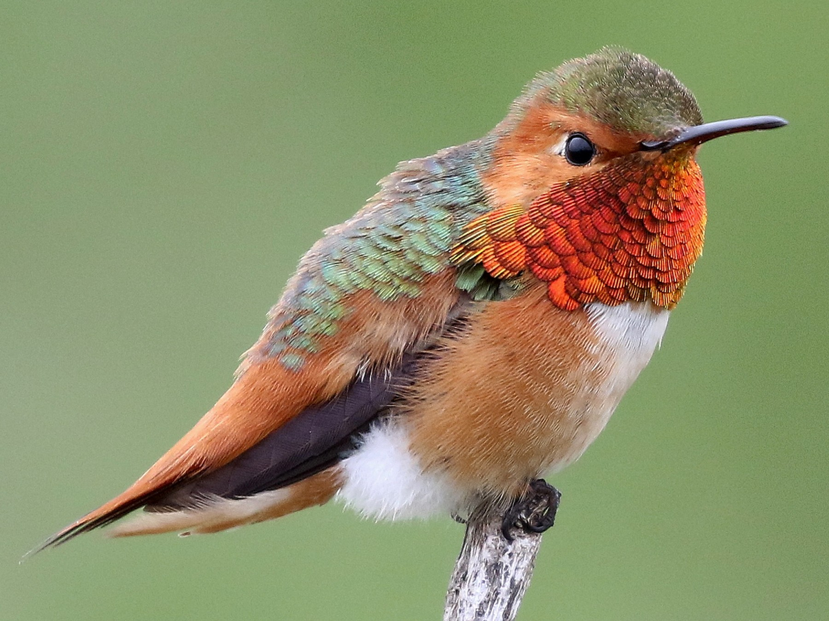 Por qué la palabra colibrí lleva tilde