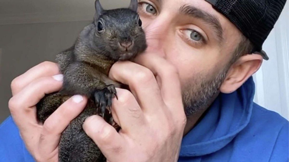 Quién era Peanut, la ardilla influencer sacrificada en NY que puede cambiar el resultado de la ...