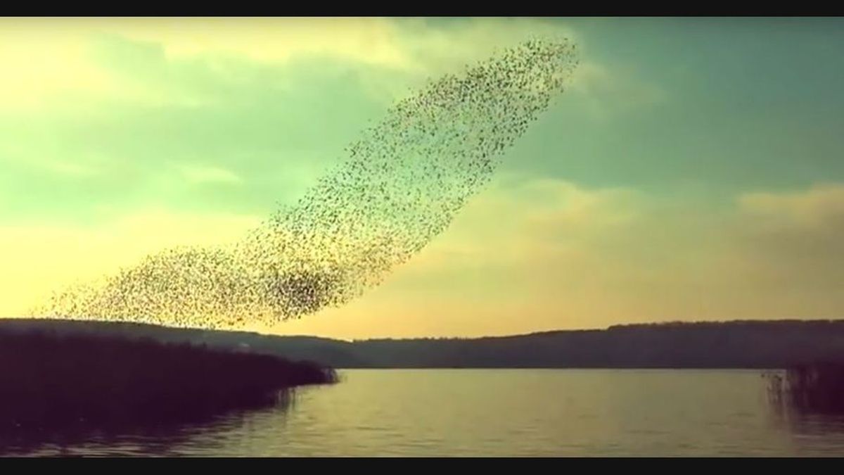 Increíble coreografía de miles de aves en el cielo
