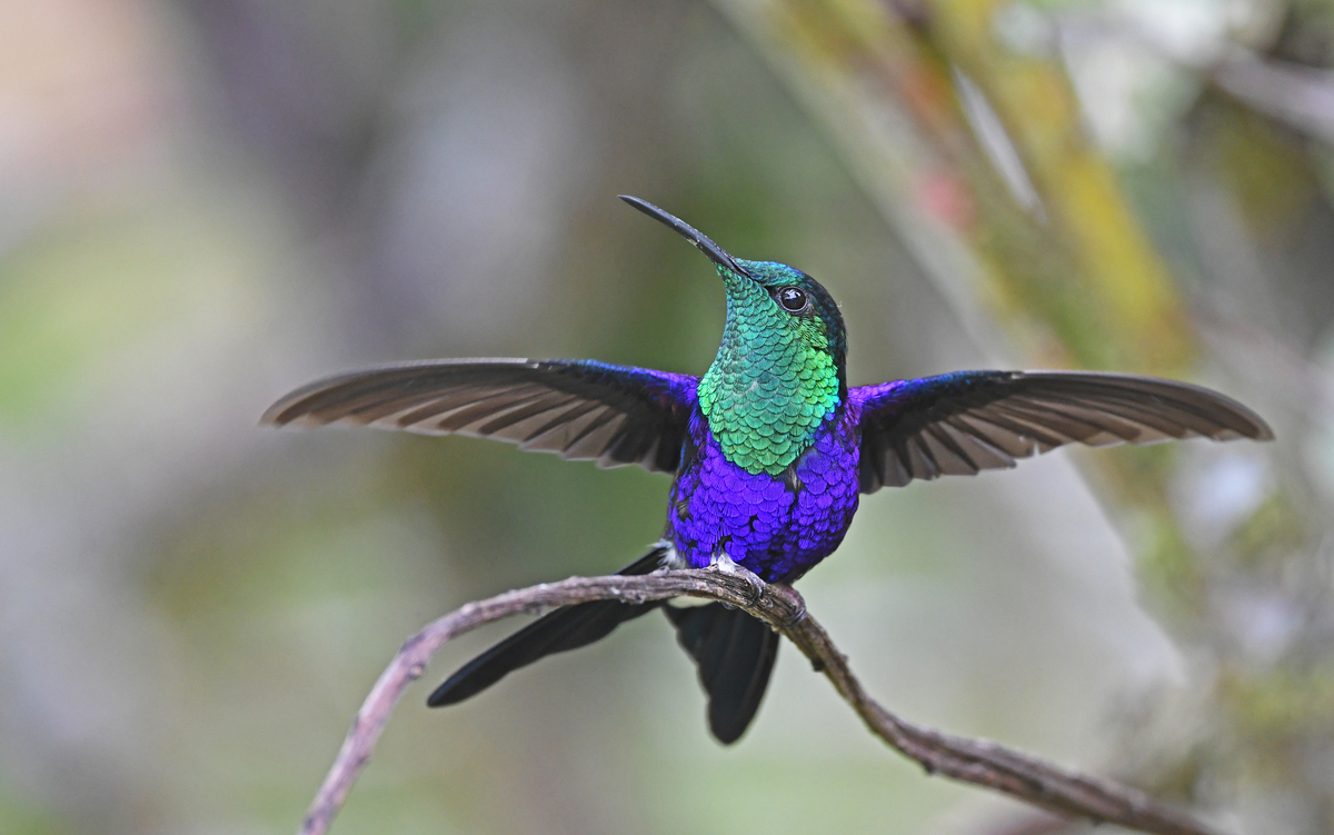 El increíble significado de ver un colibrí azul