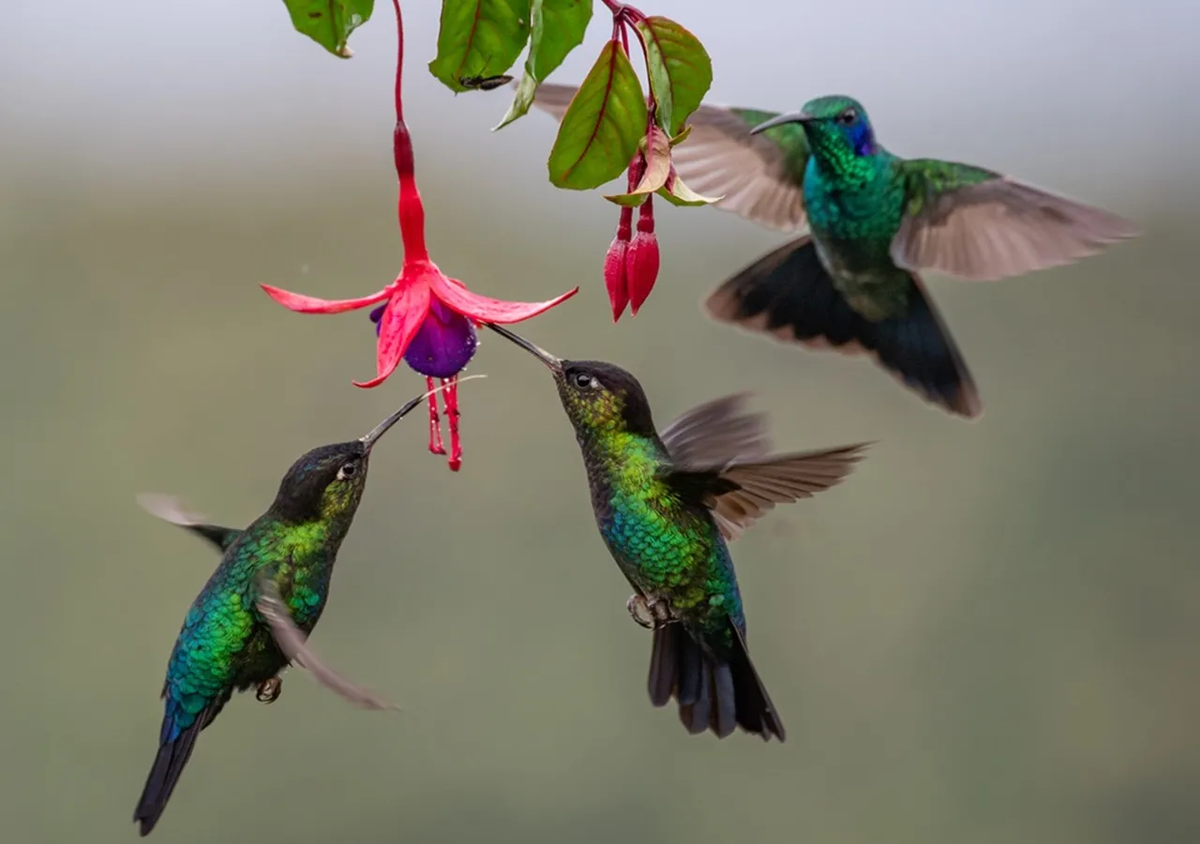 Diferencias entre un colibrí y un picaflor