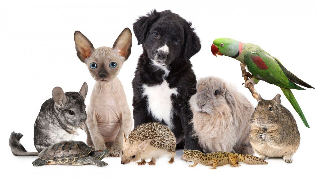 Descubre tu mascota ideal según tu signo del zodiaco