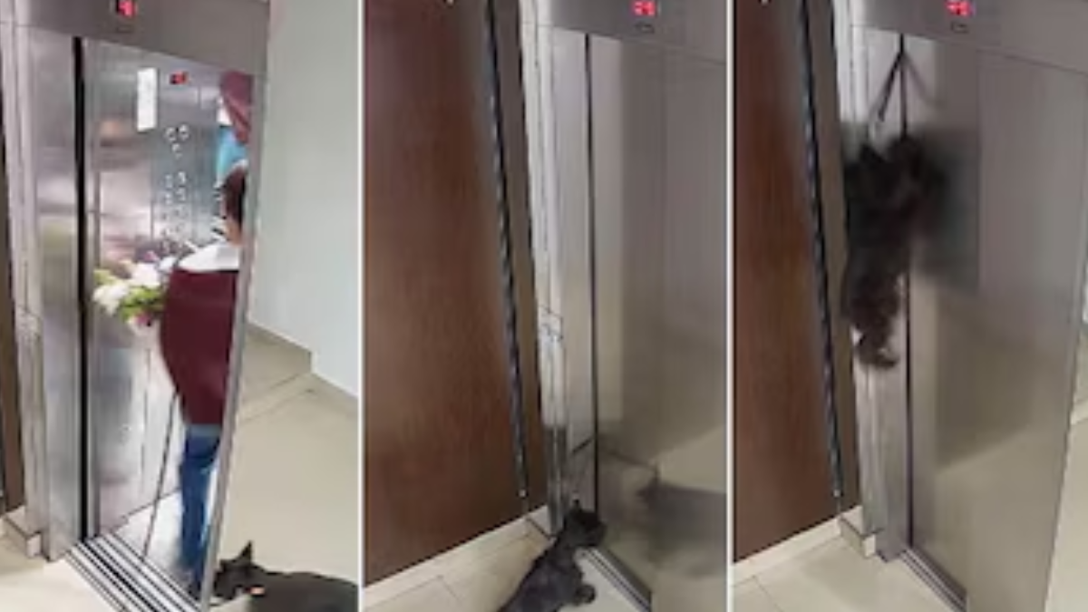 Dramático video: con RCP, le salvó la vida a un perro que quedó colgado ...