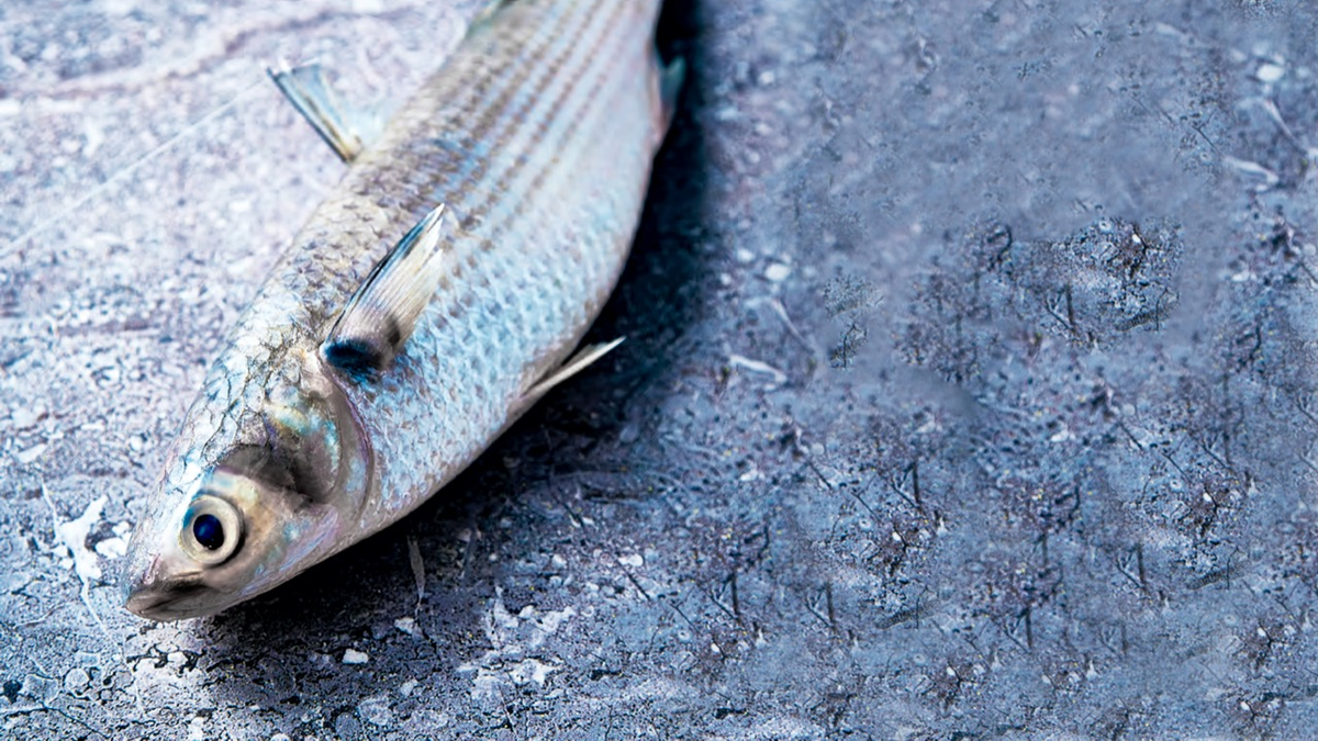 Dos participantes de MasterChef eligieron presentar recetas usando un ...
