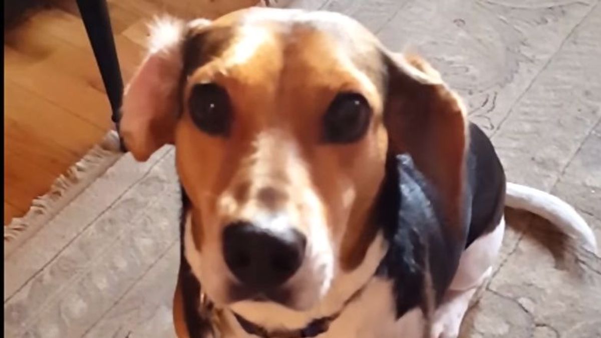 Video: ¡No vas a poder creer el talento de este perrito!