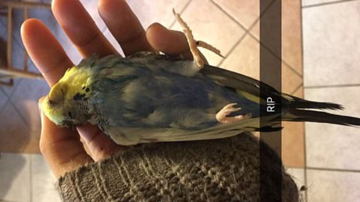 Liberaron a su lorito y se lo terminó comiendo el perro