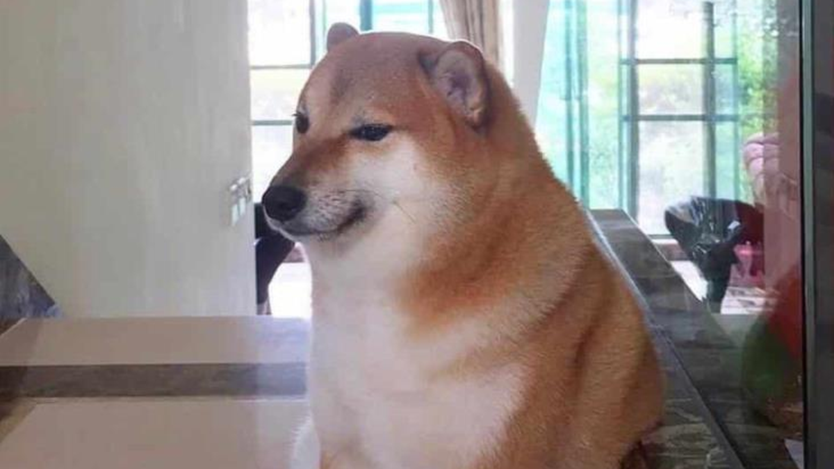 Confirman que Cheems, el perrito de los memes, podría morir en meses: el terrible diagnóstico