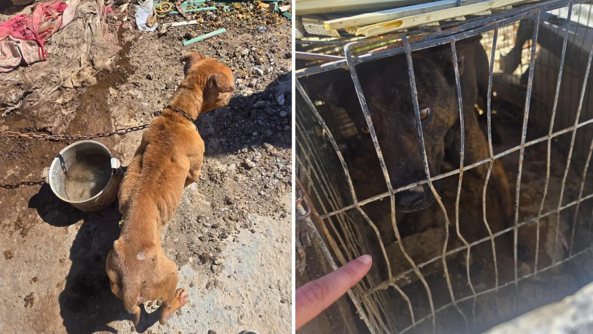 Maltrato animal en Alicante: el dramático caso de los perros ...